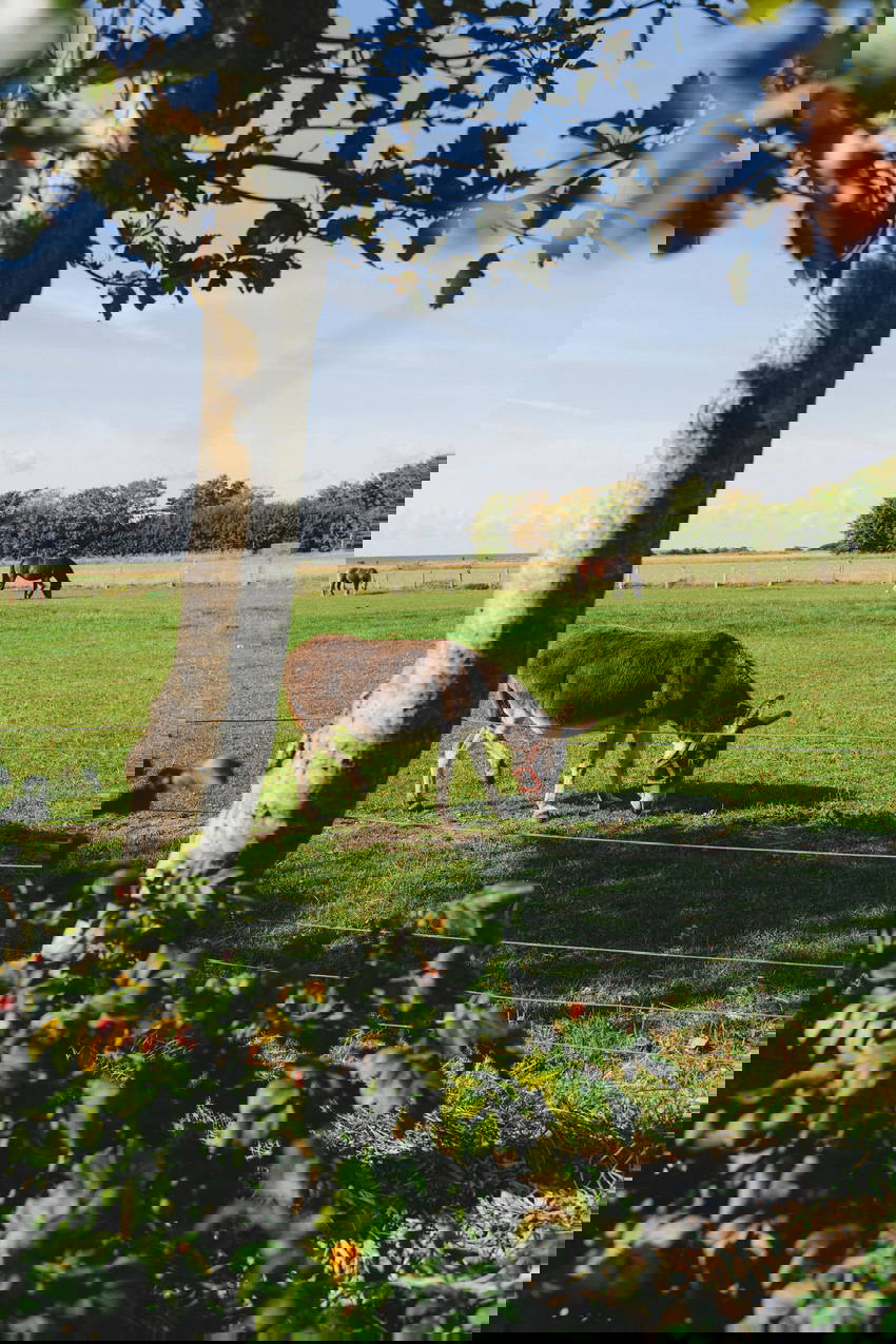 Wunderschöner Hof a.d. Nordsee Familie Wulff in Reußenköge