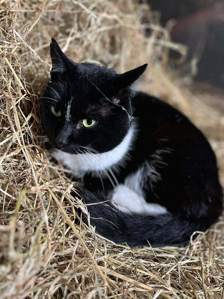 "Ekenhoff" in Esens - Unterkunft buchen