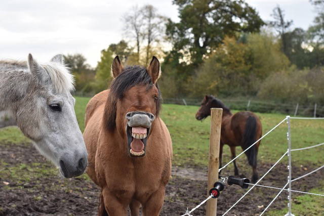 LandSelection Gut Oestergaard in Steinberg - Unterkunft buchen